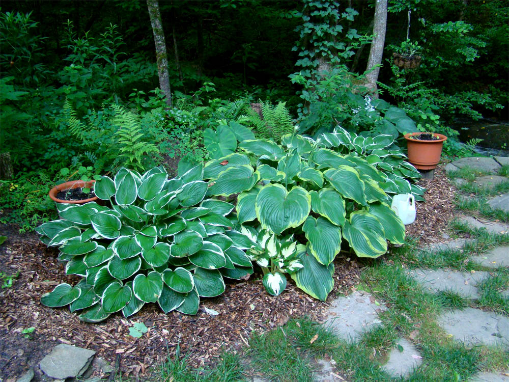 Time To Divide Hosta