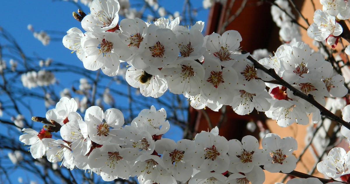 LA MULTI ANI, ROMANIA!: Pom inflorit