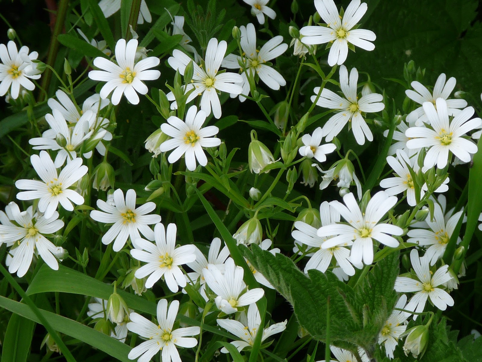 The Flora of Hutton Roof : Stellaria holostea (Greater Stitchwort)