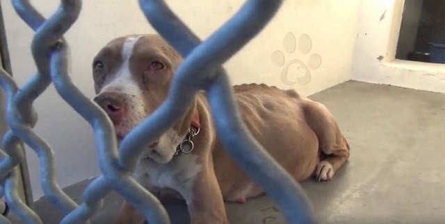 [INFAMIA] Abandonada en la perrera al borde de la muerte el mismo día ...