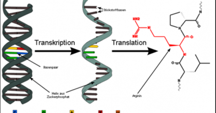 Pengertian Rna, Fungsi, Struktur Dan Jenis Rna - Aline Bordados
