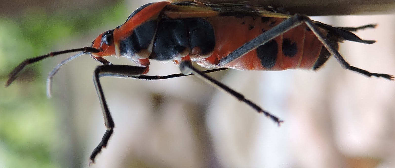 Springfield Plateau: Milkweed Bugs