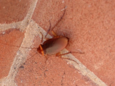 Bwana joen kynästä: Evoluutio unohti torakan ”40- miljoonaksi” vuodeksi