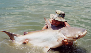 Big Fishes of the World: CATFISH MEKONG PANGASIUS page 2