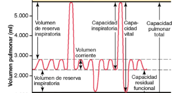 Fisiología Humana-Volúmenes y Capacidades pulmonares : 3. VOLÚMENES Y ...