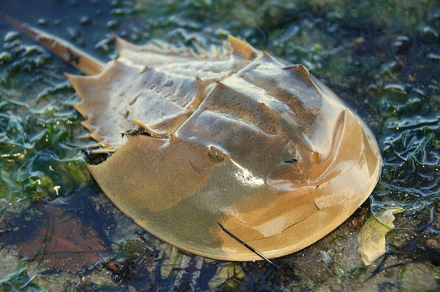 Natureza, Perfeição sem tamanho...