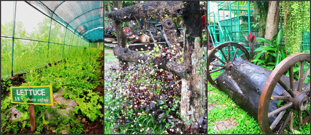 Kookie Kulasa: Hidden Haven in the Land of Corn and Rice