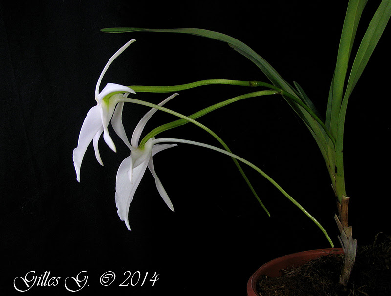 Angraecoid orchids: Angraecum protensum Schltr. (1925)