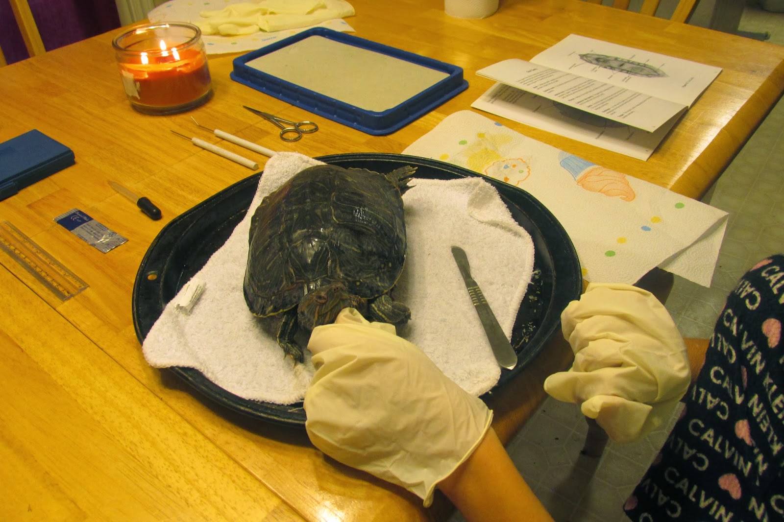 Harmon PFarms: Turtle Dissection