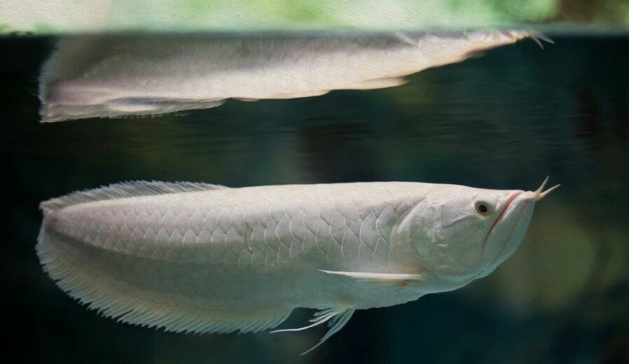 √ 10+ Daftar Harga Ikan Arwana Silver Terbaru 2020 JejakSemut