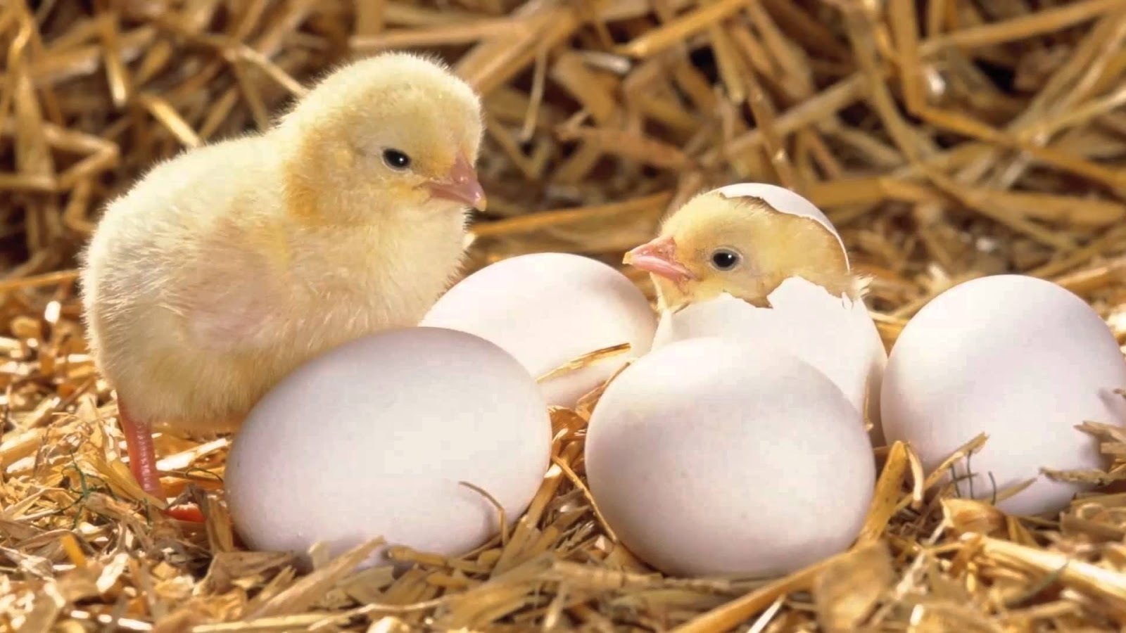 misterios, curiosidades, leyendas y mucho mas: Curiosidades de las Aves