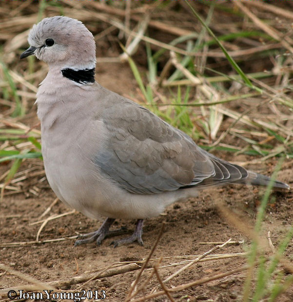 South African Photographs: Cape Turtle Dove