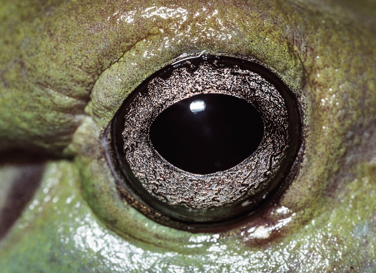 A VUELO DE UN QUINDE® - EL BLOG !!!!! .::::.: NATURALEZA : BIOLOGÍA ...