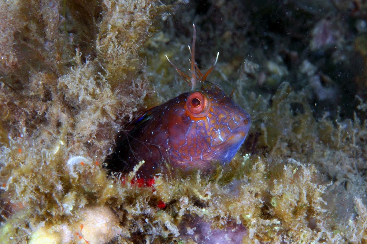 Real Monstrosities: The Blenny in His Den-ny