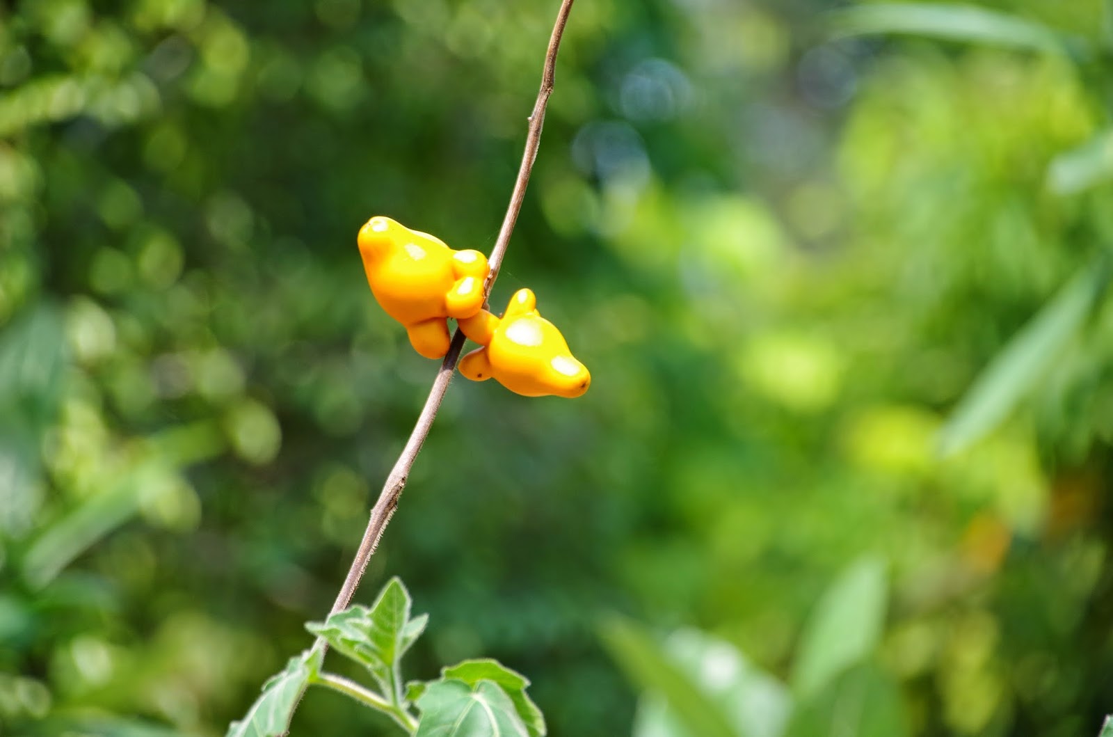 Trees and Plants: Nipplefruit, Titty fruit, Cow's udder (Solanum mammosum)