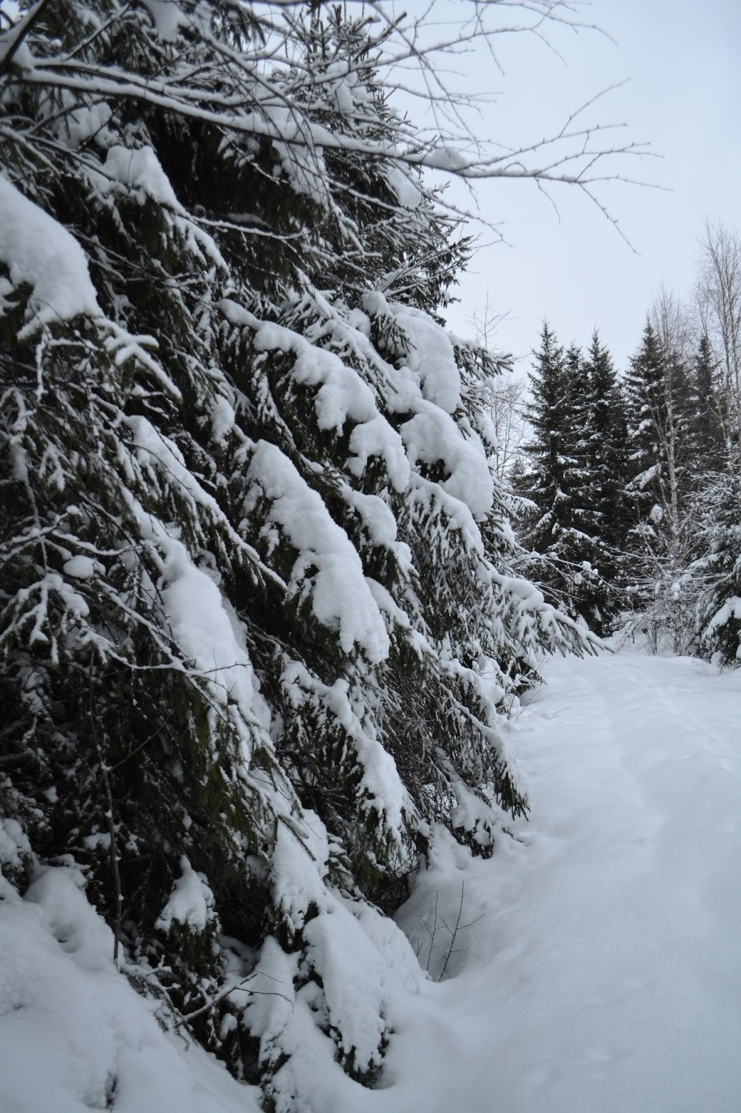 Louhi-Nalle: Kuusi - elämäni puu