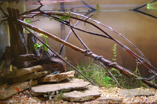 Aquascaping Art: American River Bank Tank