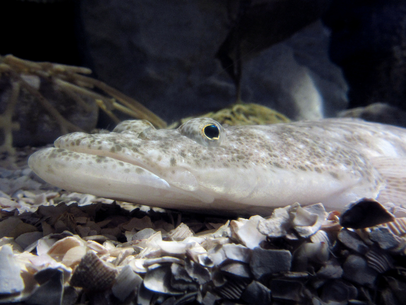 AQUATICHYK: DUSKY FLATHEAD / Platycephalus fuscus