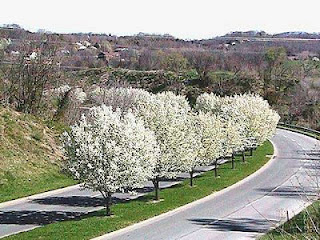 Delight Directed Living: The Troublesome Unseen Roots of the Bradford Pear