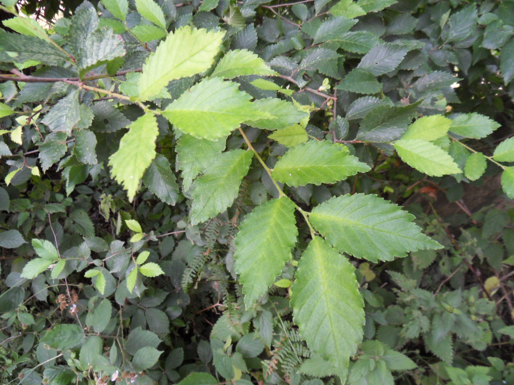 Elm Or Beech Tree Identification | Magic Nature