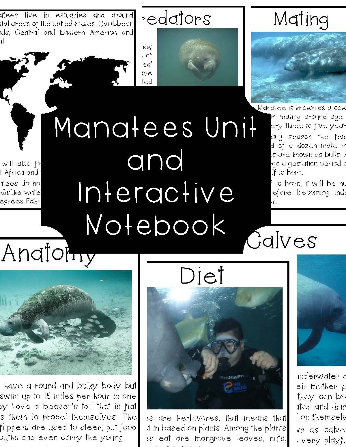 The Hermit Crabs Homeschool: Manatees Unit