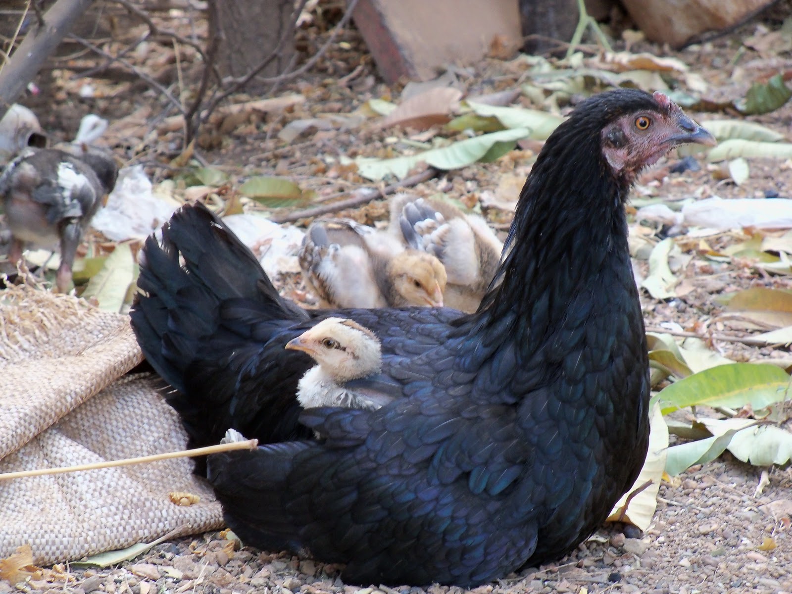 This Senegalese Life: Chickens