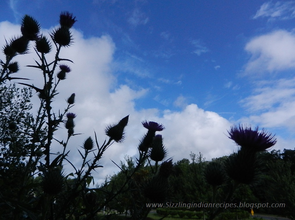 Sizzling Indian Recipes.....: Palamedes Swallowtail Butterfly feasting ...