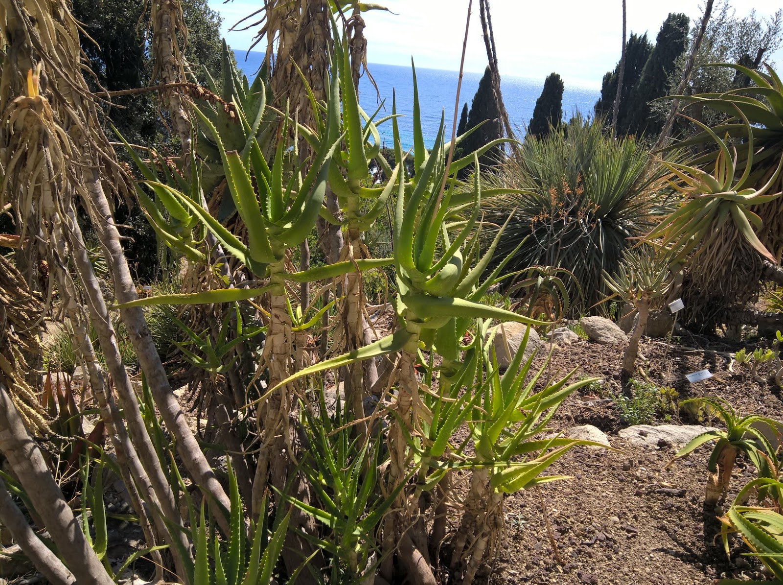 Aloe : Come Riconoscere le Diverse Specie - Con Foto e Descrizione | Il ...