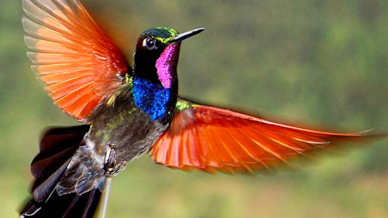 México a través de la mirada de una cubana: Curiosidades de los Colibríes