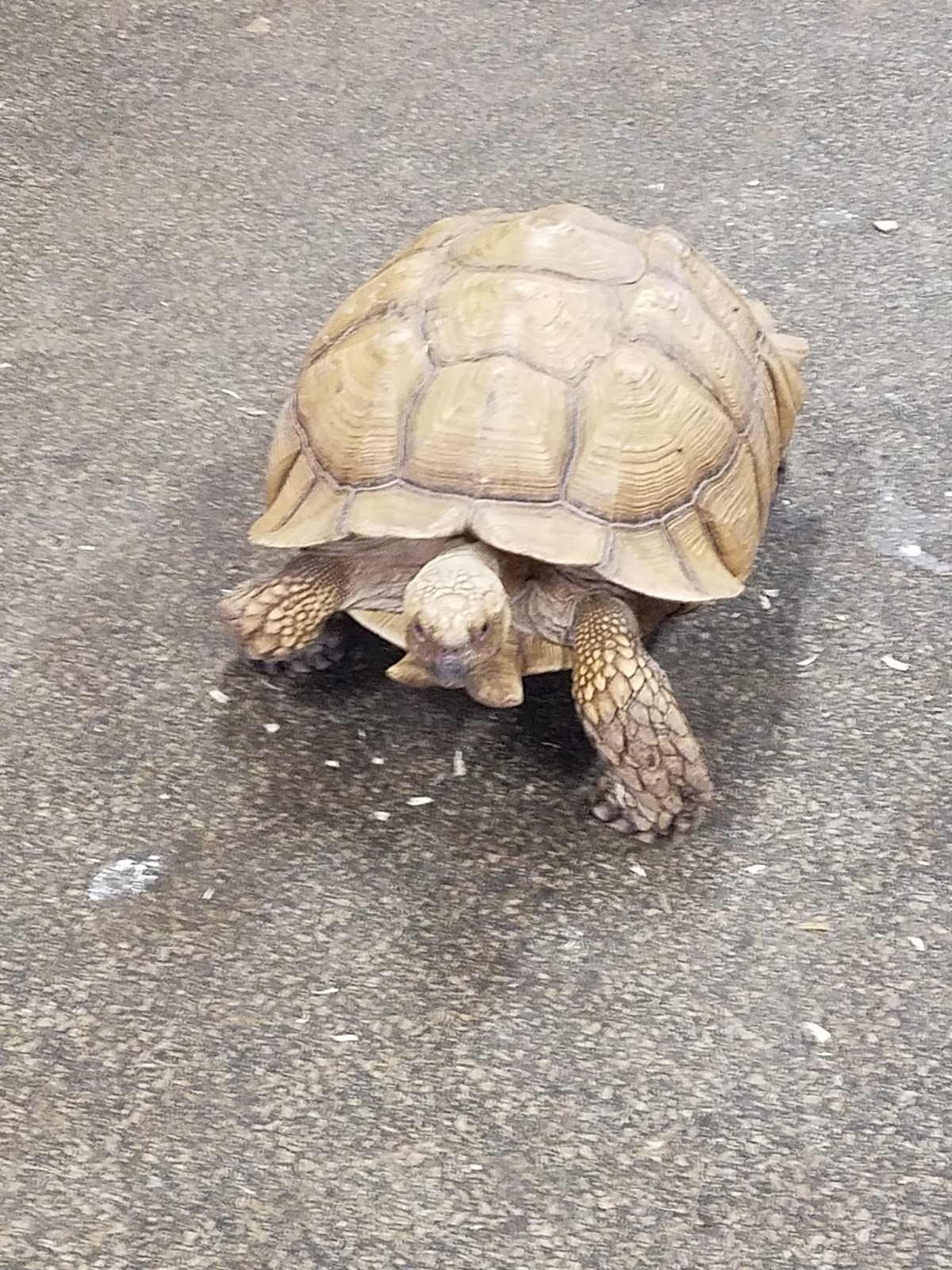 Living Our Bucket List Life: Farmington: Nemacolin Woodlands Zoo ...