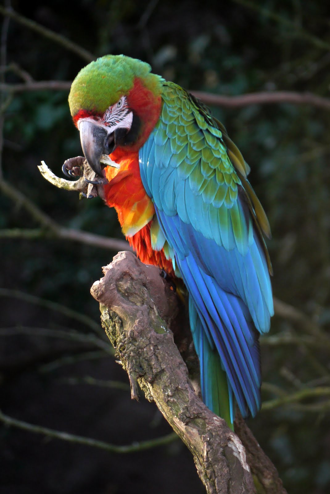 Grassparakeet photo blog: Macaws