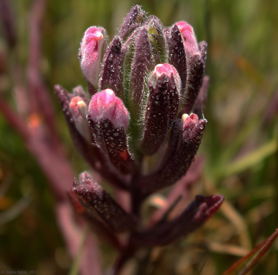The Natural History of Bodega Head: Halophytic and hemiparasitic