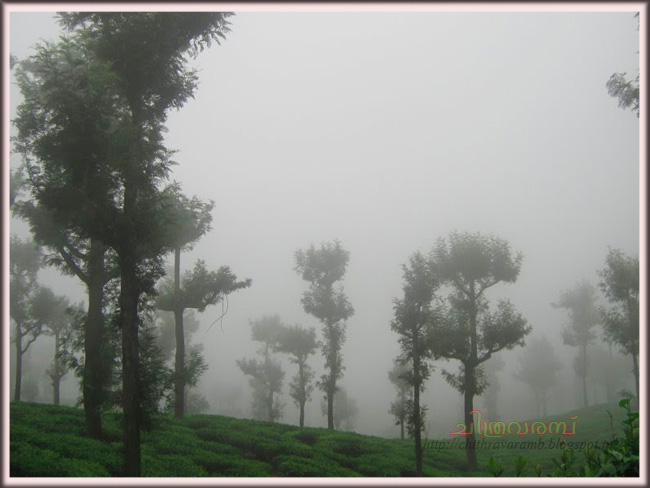 photo-causeway: Tea Gardens Of Valpara