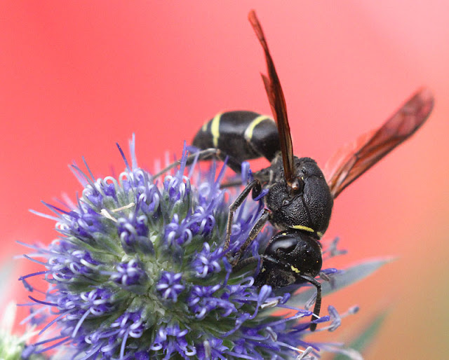 Utgångspunkt 63° 31,x' N - 22° 31,x' O: Ur arkivet 7 - Solitära getingar