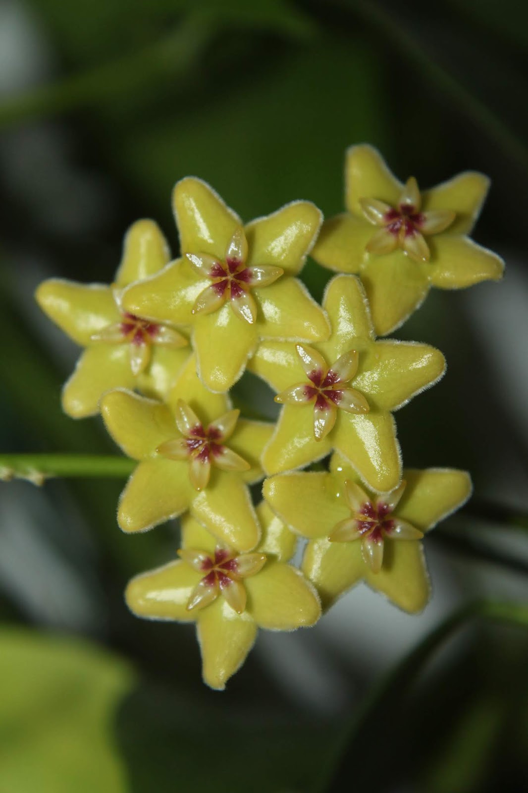 Hoyapassion: Hoya diptera Fiji i obiecanki Hoi kipandiensis