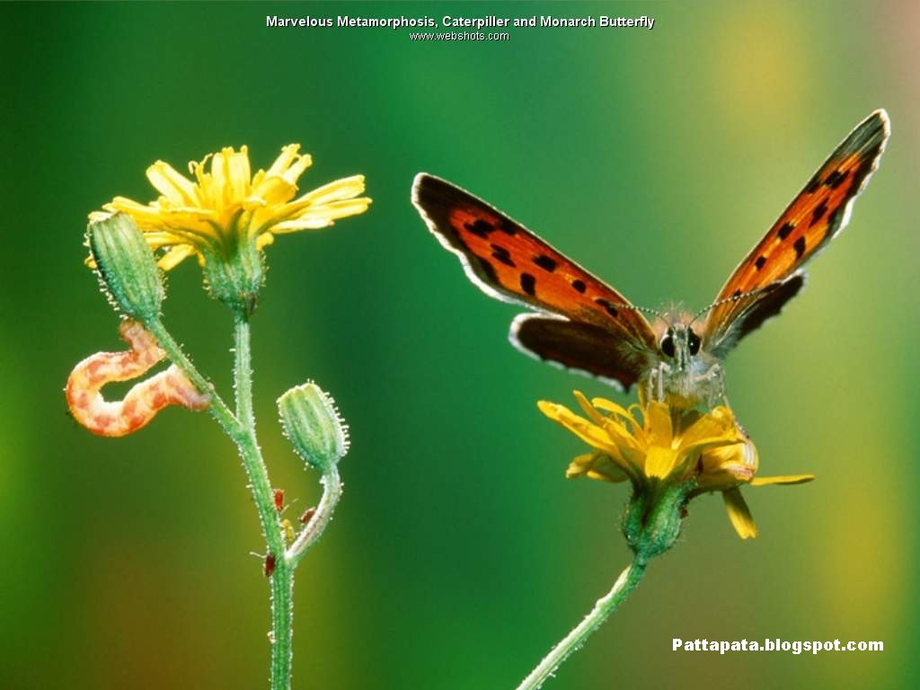 Pictures....පින්තූර : Animal....සත්තු