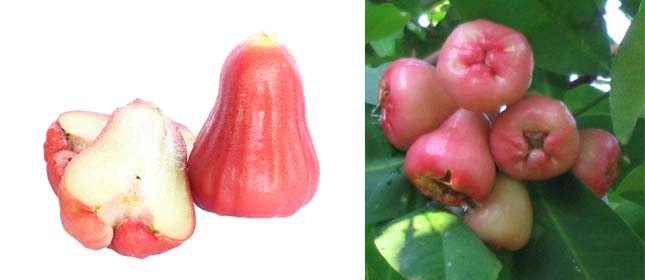 Propiedades de la pomarrosa - Vida Familiar