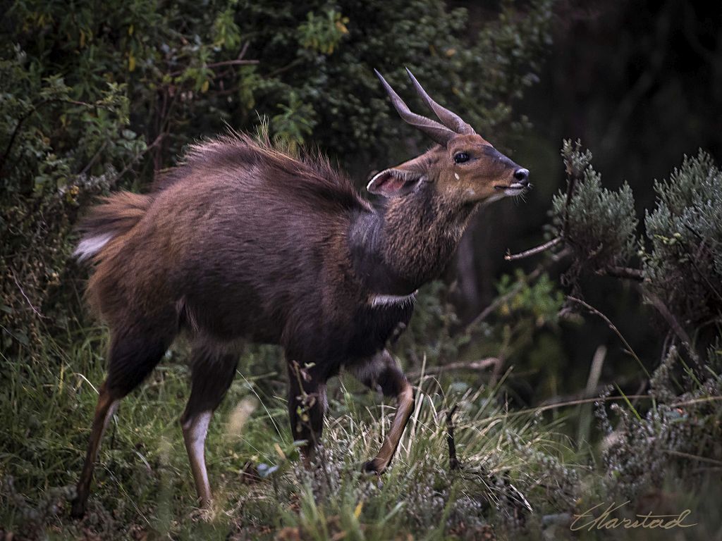 Elsen Karstad's 'Pic-A-Day Kenya': Posturing Bush Buck, Aberdares Kenya