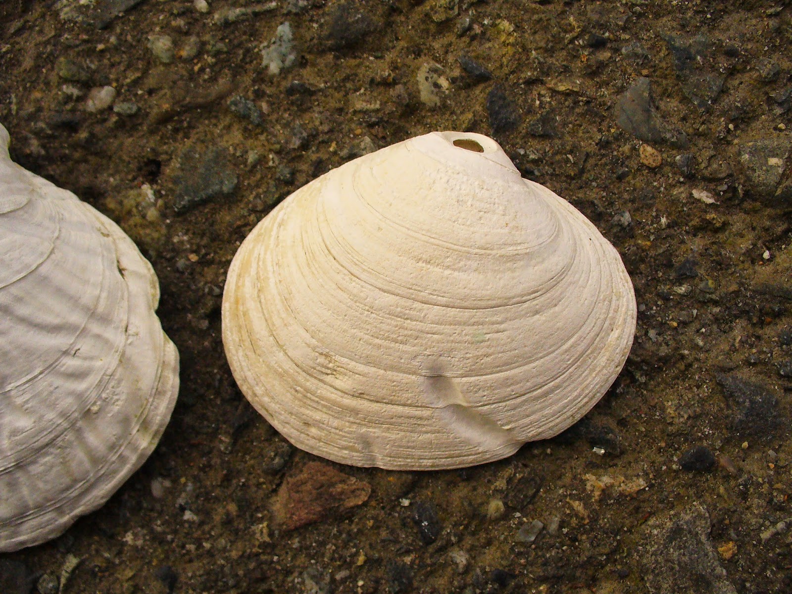 Buzz's Marine Life of Puget Sound: May 12, 2014