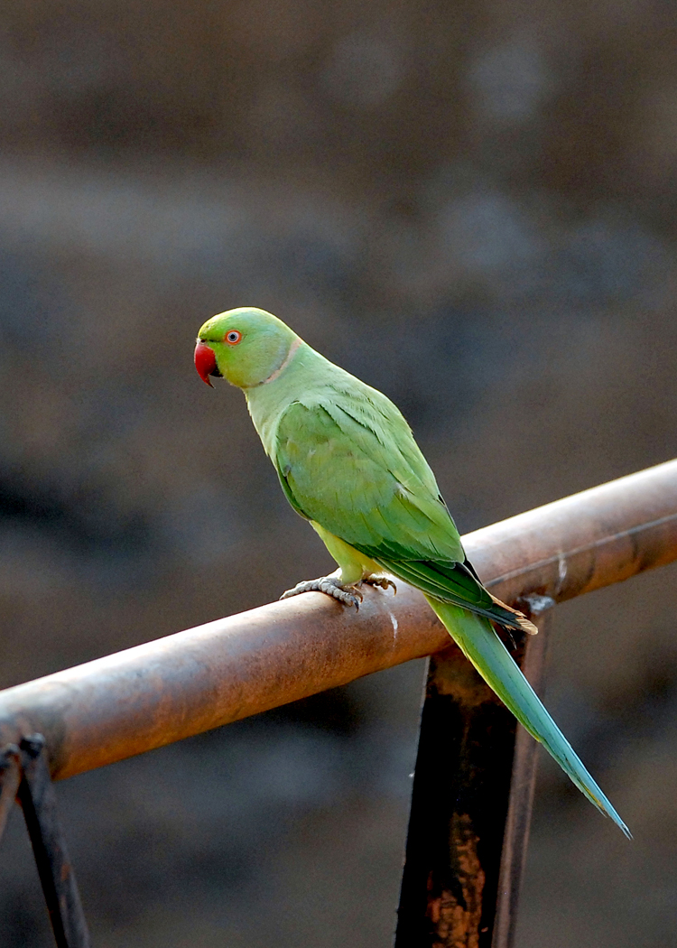 VISWANATH S: Daroji Sloth Bear Sanctuary