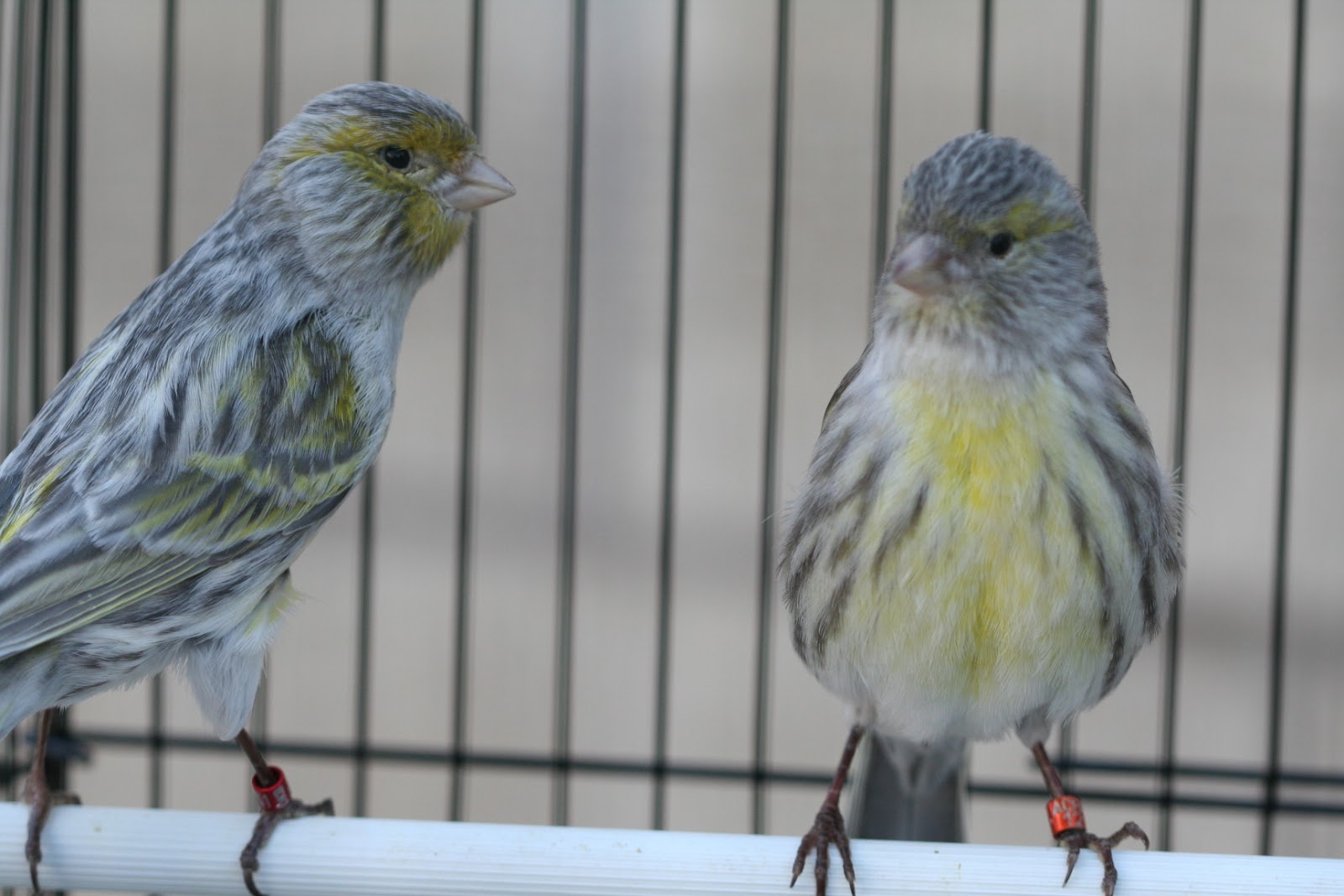 Silva's Birds: Color Canaries 1