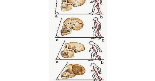 PROCESSES AND MECHANISMS OF THE DESCENT OF MAN : THE PROCESSES AND ...