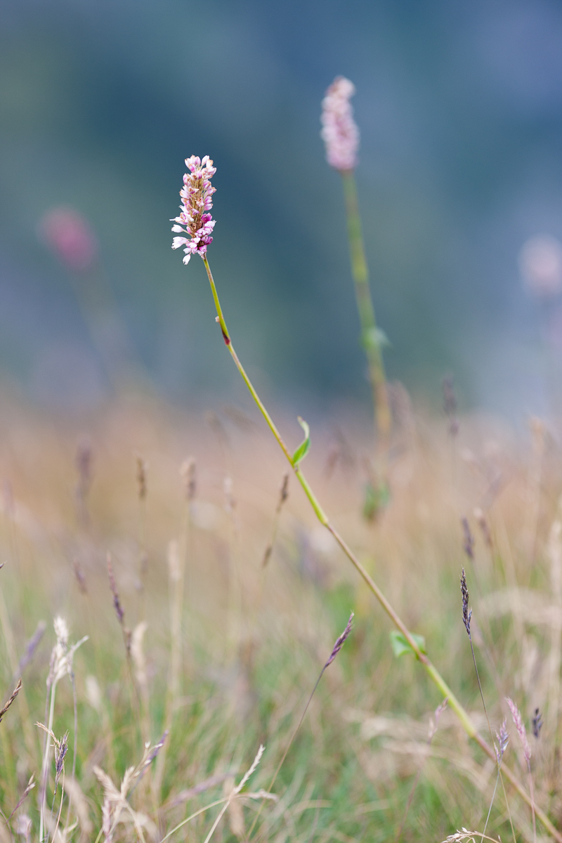 PhotoTrip: Polish Flowers