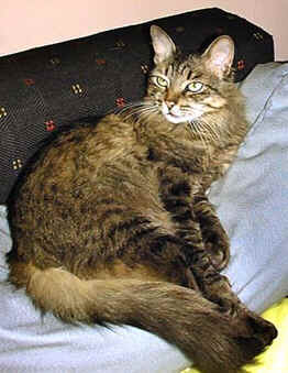 O Blog dos Gatos:~*: Rajados. 2