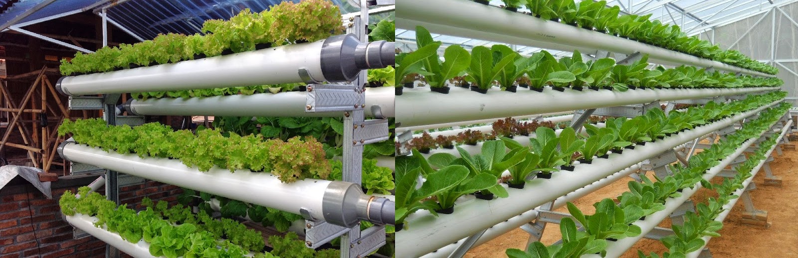 Pengertian Pertanian Hidroponik - Mas O'o Farm