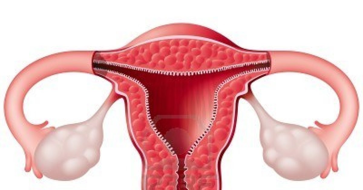 Standard Note THE FEMALE REPRODUCTIVE SYSTEM Standard Note THE FEMALE REPRODUCTIVE SYSTEM