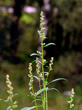 Exoten in Nederland: Resistente uitstaande melde