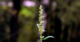 Exoten in Nederland: Resistente uitstaande melde