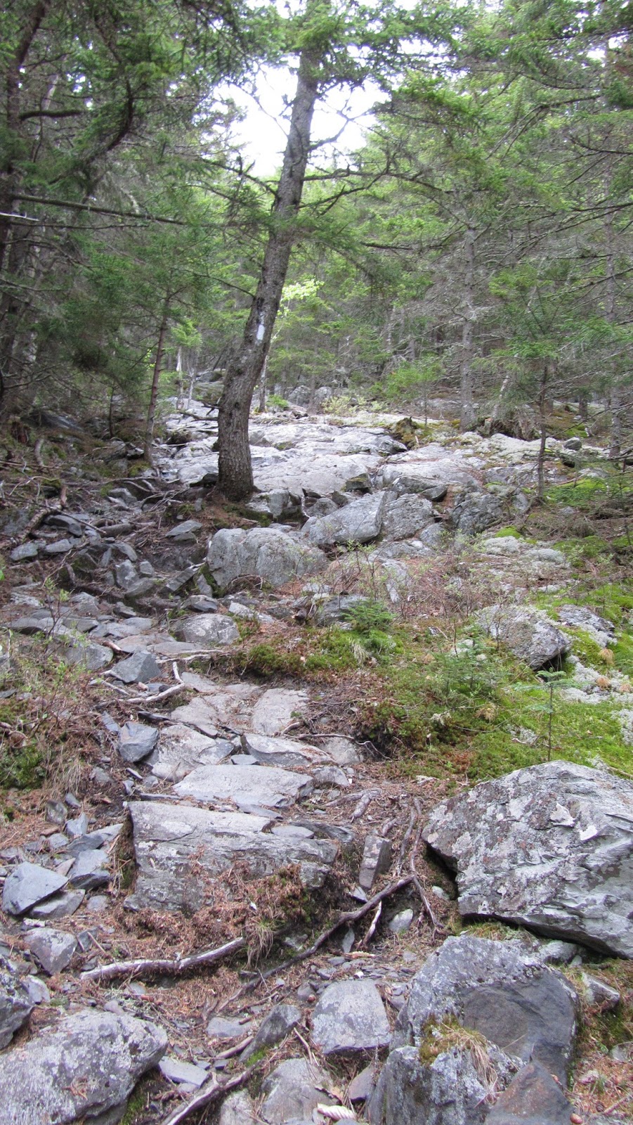 Tomcat's Outdoor Adventures: Barren Mountain Hike