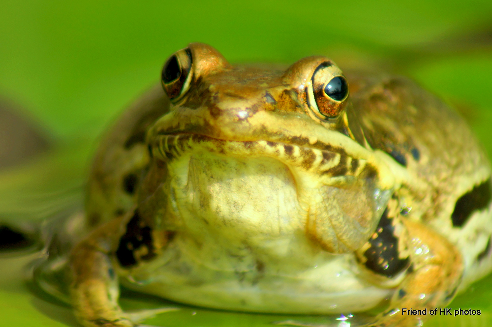 Photographic Wildlife Stories in UK/Hong Kong: Frog Looking For Love